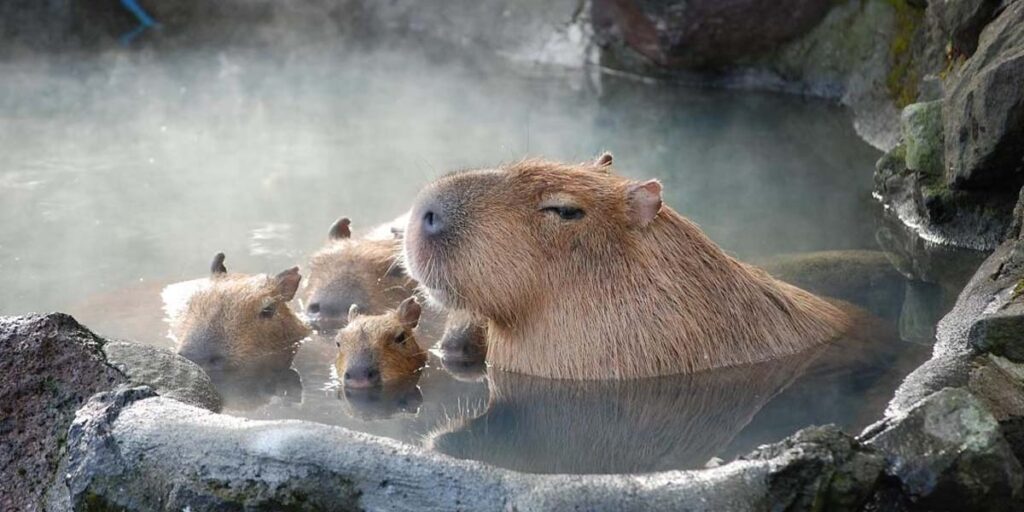 Grace Boyd | DIGITAL Design + Development